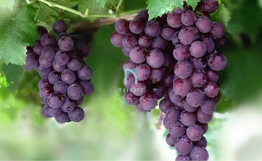 Apa Bedanya Anggur yang Kita Konsumsi dengan Anggur untuk Membuat Wine ...